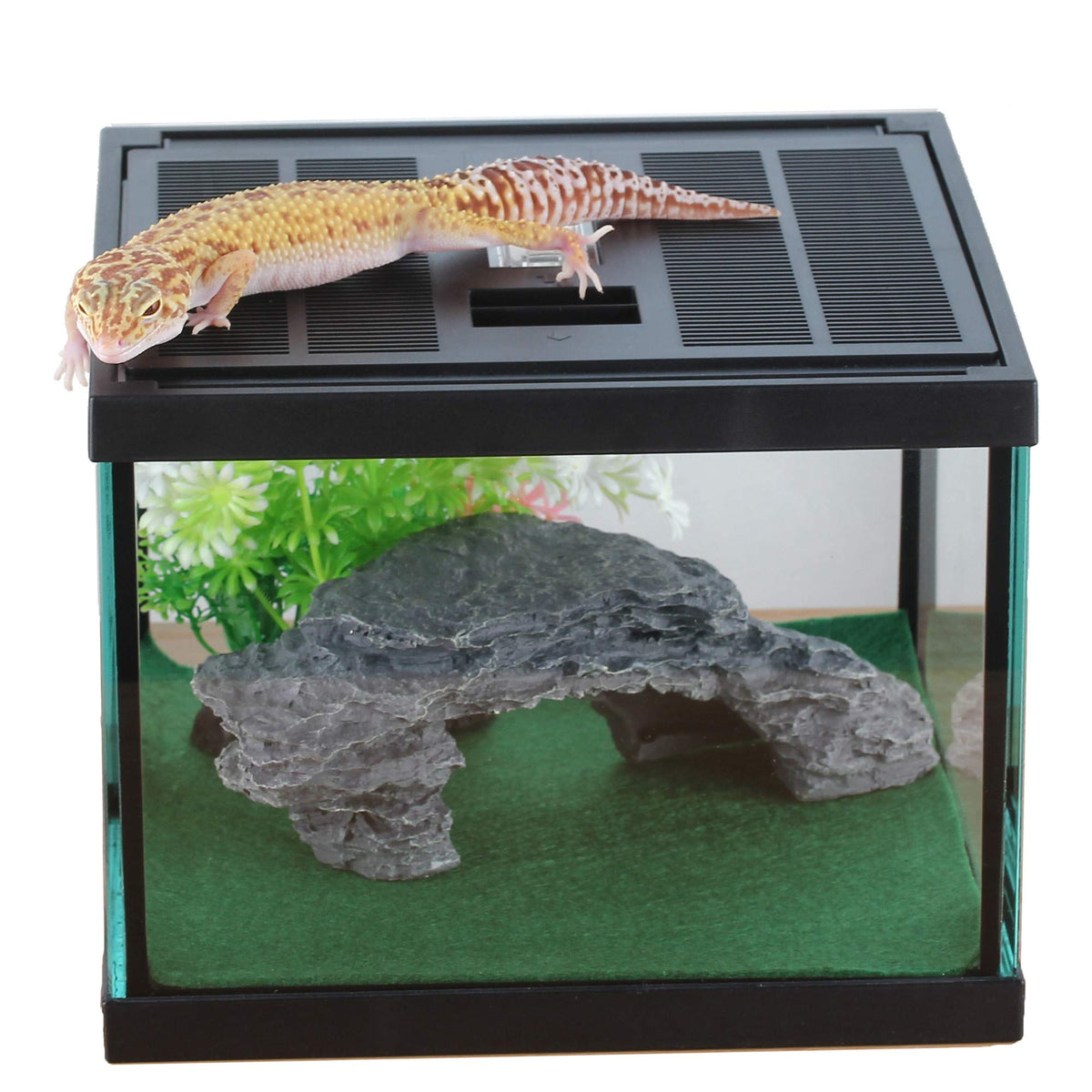 crapelles Glass Tank Spider Box Kit for Tarantula Feeder Insects Beetl ...